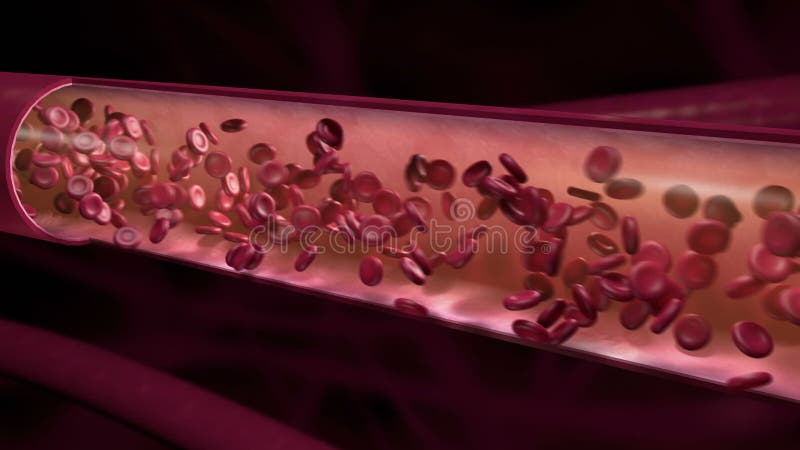 Blood Flow Animation