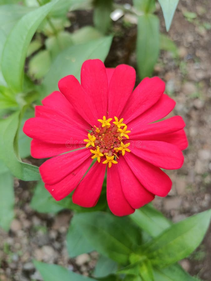 Blood Flower so Beautiful One Stock Photo - Image of wildflower ...