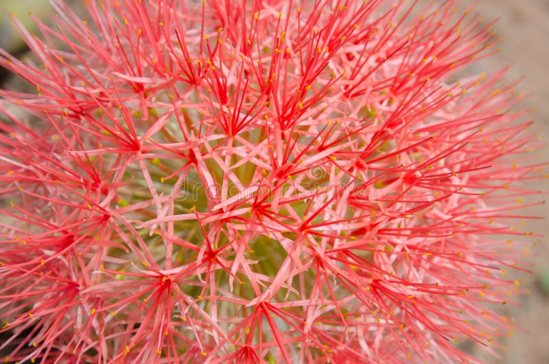 Blood Flower , Powder Puff Lily Stock Photo - Image of martyn ...