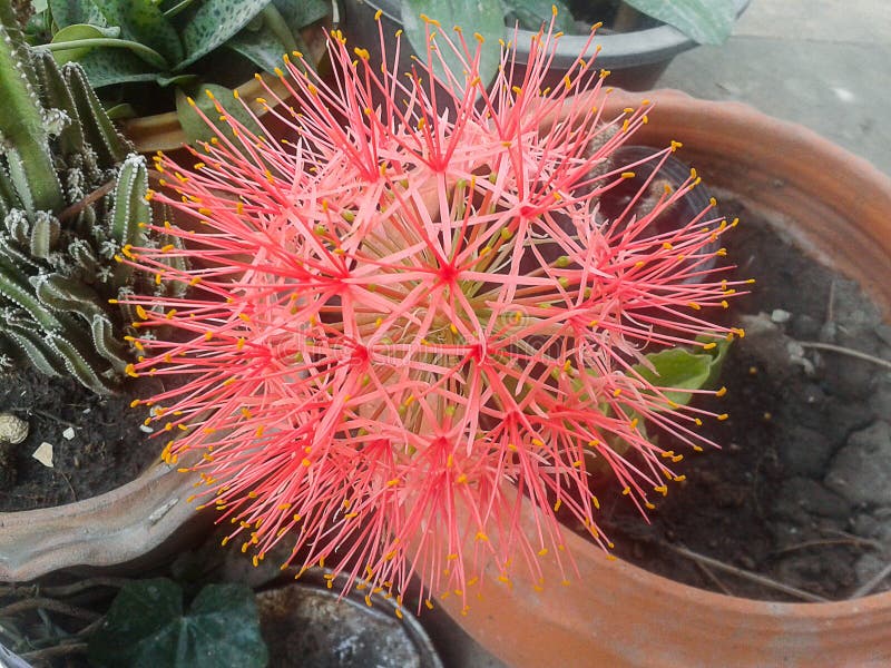 Blood flower stock photo. Image of beauty, bloom, haemanthus - 53487118