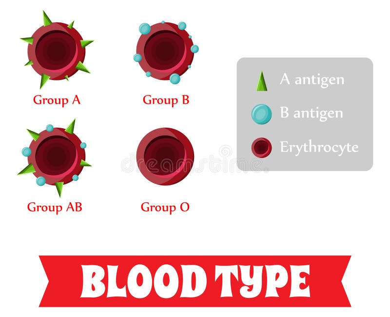 Blood group. Blood type stock vector. Illustration of isolated - 93571831