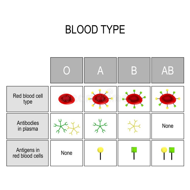 B O Blood Groups Stock Illustrations – 23 B O Blood Groups Stock ...