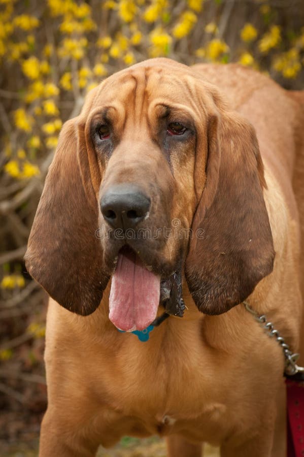 Bloodhound Dog Tongue Hanging Out Stock Photo - Image of animal ...
