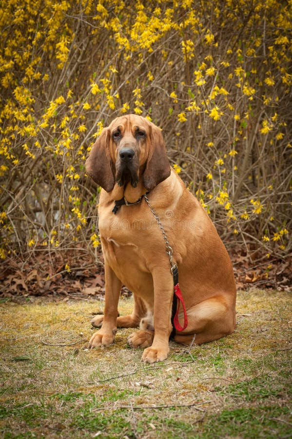 Bloodhound dog running stock image. Image of tongue - 101869101