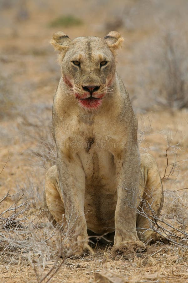Blood hungry Lion stock photo. Image of maneless, safari - 2412876
