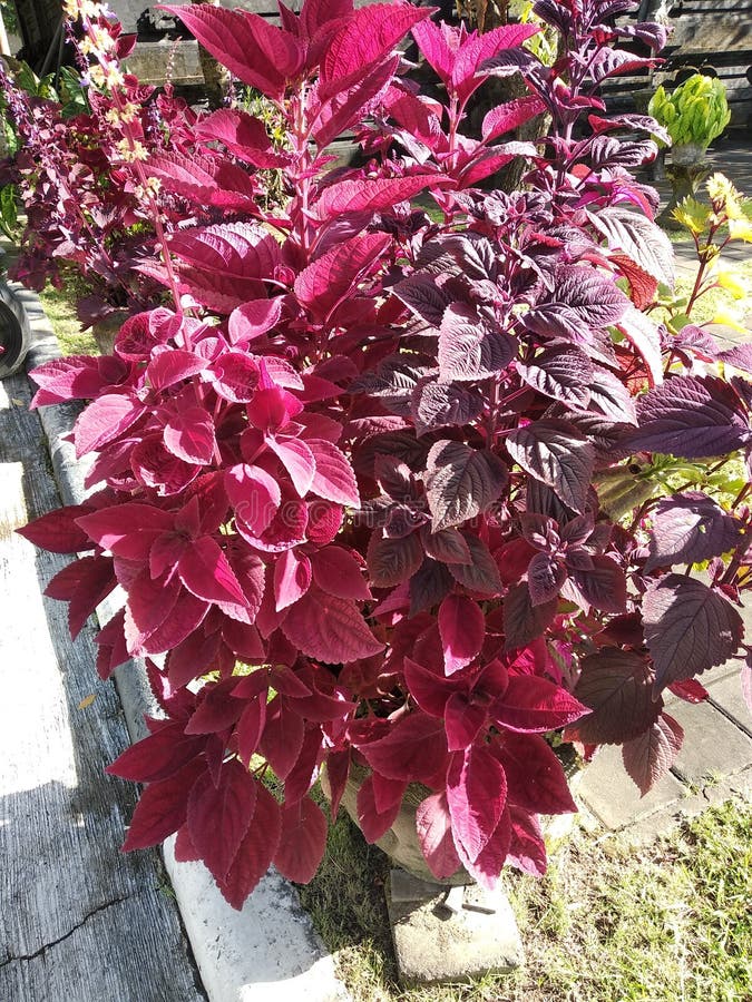 Blood Leaf Plant Iresine Herbstii Stock Photo - Image of lady ...