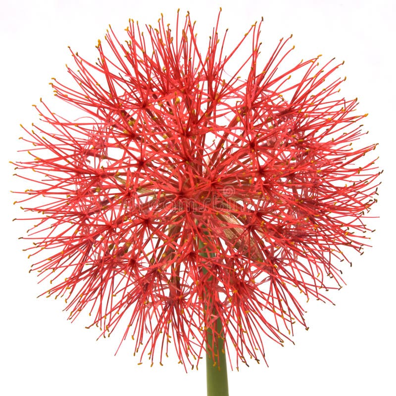 Blood lily flower stock photo. Image of haemanthus, elegant - 54748406
