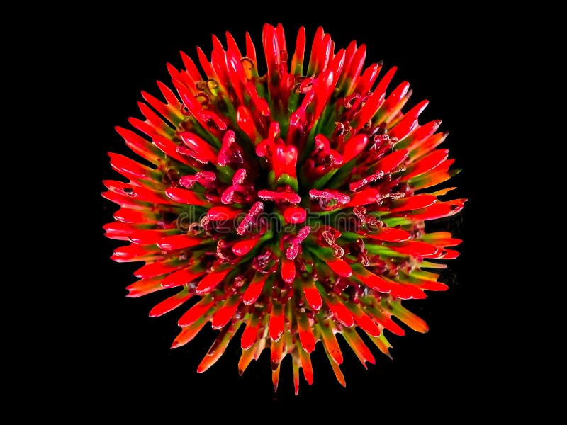 Blood Flower Milkweed Plant Stock Illustrations – 1,124 Blood Flower ...