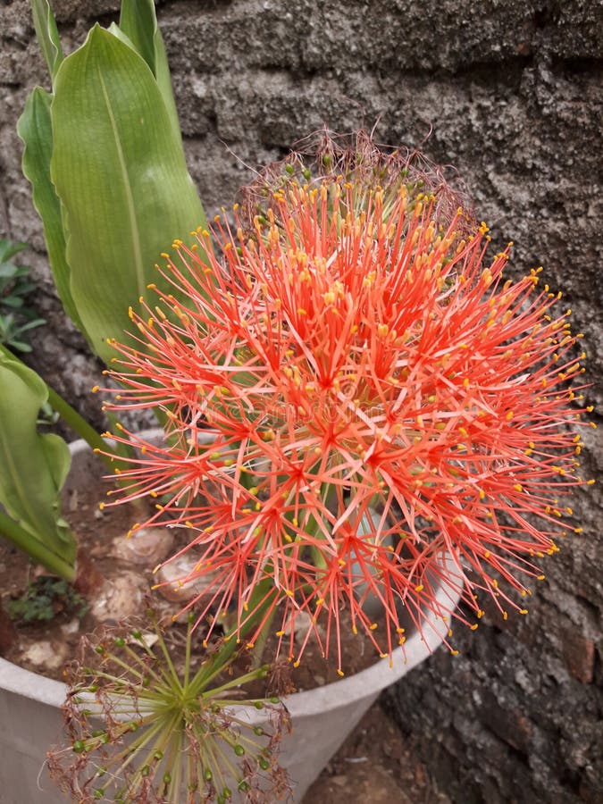 Blood Lily stock photo. Image of garden, lilies, rocks - 67644280