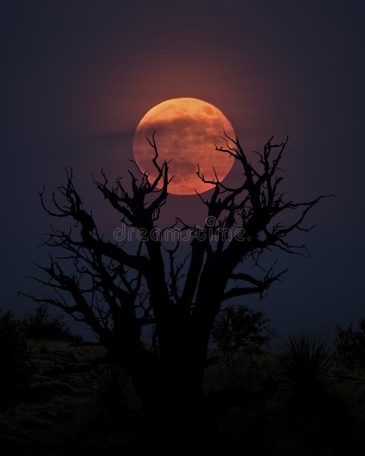 Blood Moon with Dead Tree stock photo. Image of lightning - 122525118