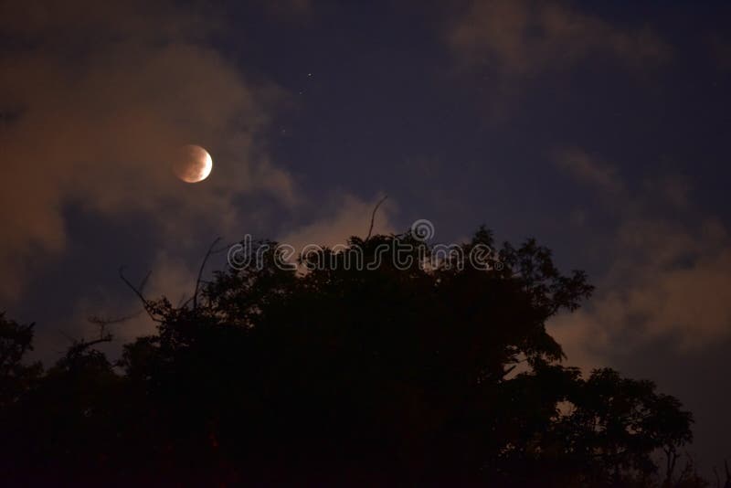 Blood Moon with Foreground Trees Stock Image - Image of foreground ...