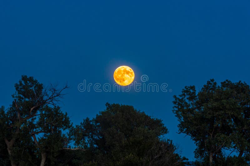 Blood moon over tree line stock photo. Image of line - 68885026