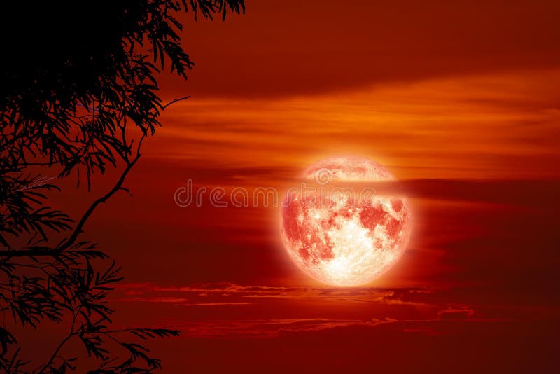 Blood Moon Silhouette Tree Back Red Cloud Sunset Sky Stock Image ...