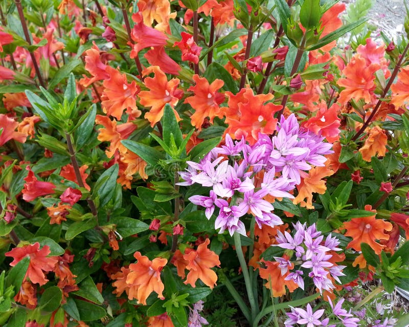 Blood Orange Bush Monkeyflower and One Leaf Onion Stock Photo - Image ...