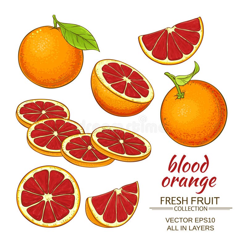 Blood Orange Stock Illustrations – 8,057 Blood Orange Stock ...