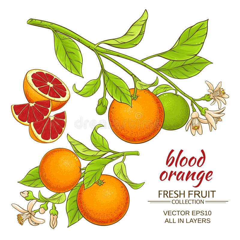 Blood Orange stock vector. Illustration of cartoon, drawing - 99134121