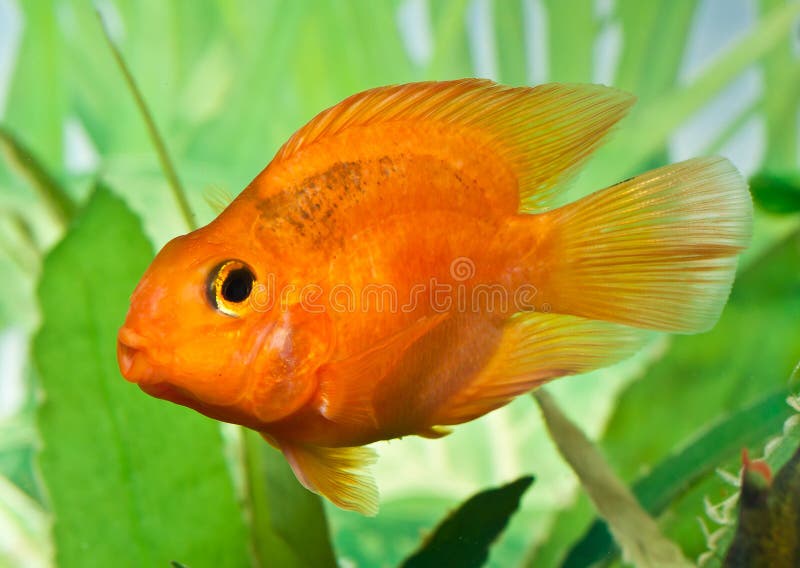Blood Parrot Cichlid stock image. Image of cichlasoma - 29460379