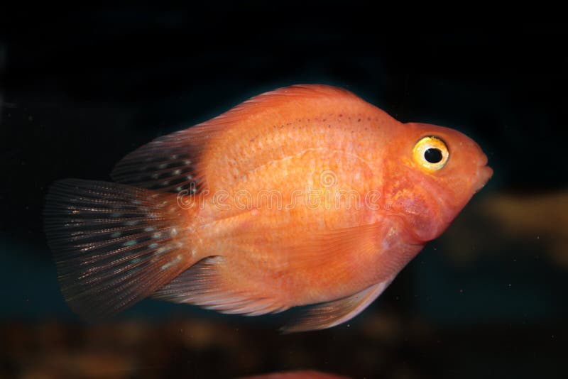 Blood parrot cichlid stock image. Image of synspillum - 36977461