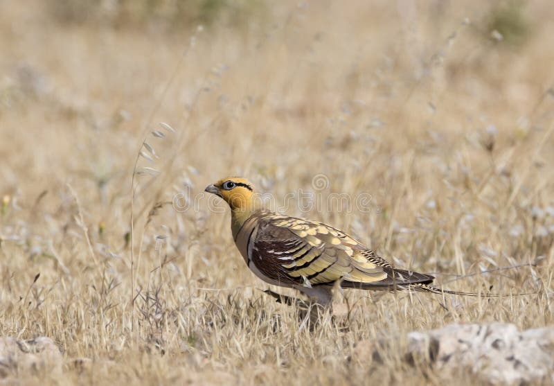 Blood Pheasant Bird Resting in Search of Dinner, Rural Turkey Stock ...