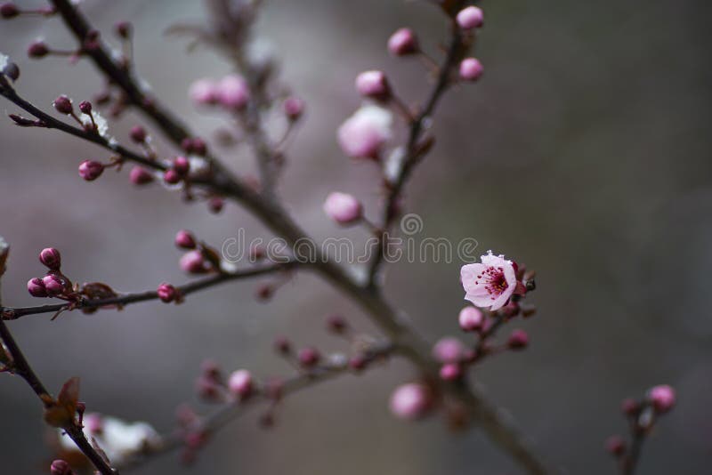 Blood Plum Tree Spring Bloom with Pink Flowers Stock Image - Image of ...