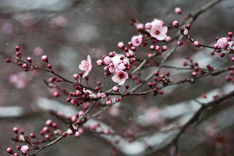Blood Plum Tree Spring Bloom with Pink Flowers Stock Image - Image of ...
