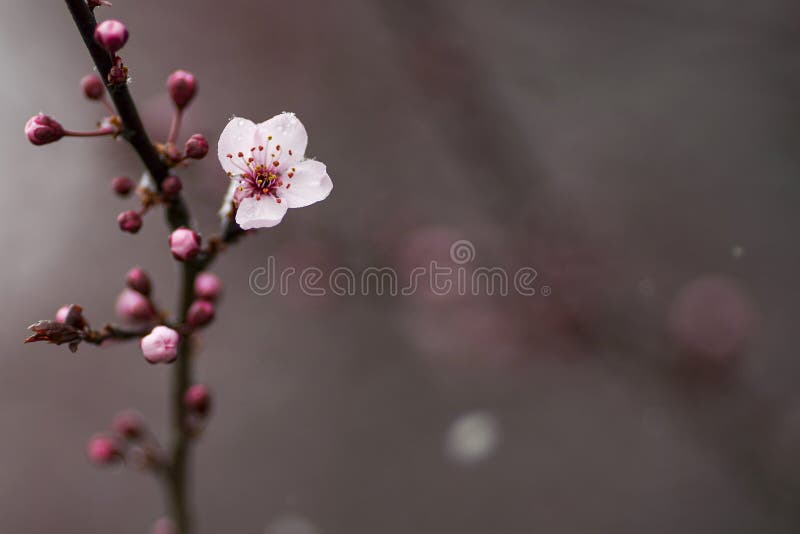Blood Plum Tree Spring Bloom with Pink Flowers Stock Photo - Image of ...