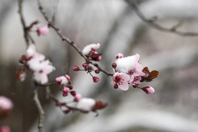 Blood Plum Tree Spring Bloom with Pink Flowers Stock Photo - Image of ...