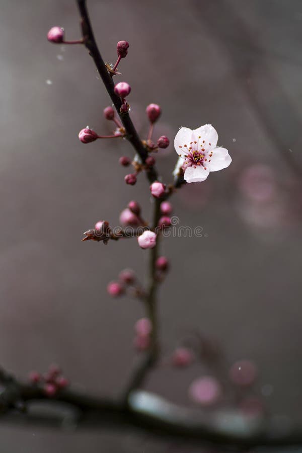 Blood Plum Tree Spring Bloom with Pink Flowers Stock Image - Image of ...