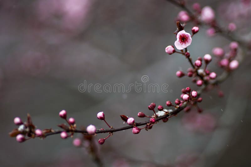 Blood Plum Tree Spring Bloom with Pink Flowers Stock Image - Image of ...