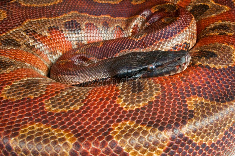 Blood python stock photo. Image of python, brongersmai - 20409026