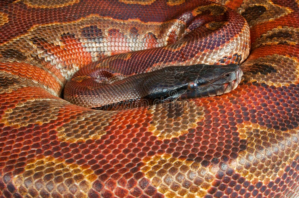Blood python stock photo. Image of python, brongersmai - 20409026