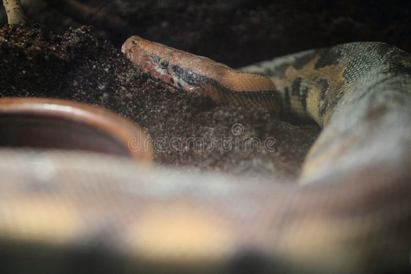 Blood python stock photo. Image of python, brongersmai - 20409026