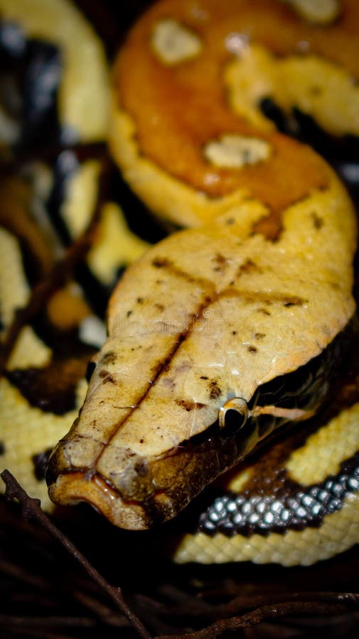 Dipong Stock Photos - Free & Royalty-Free Stock Photos from Dreamstime