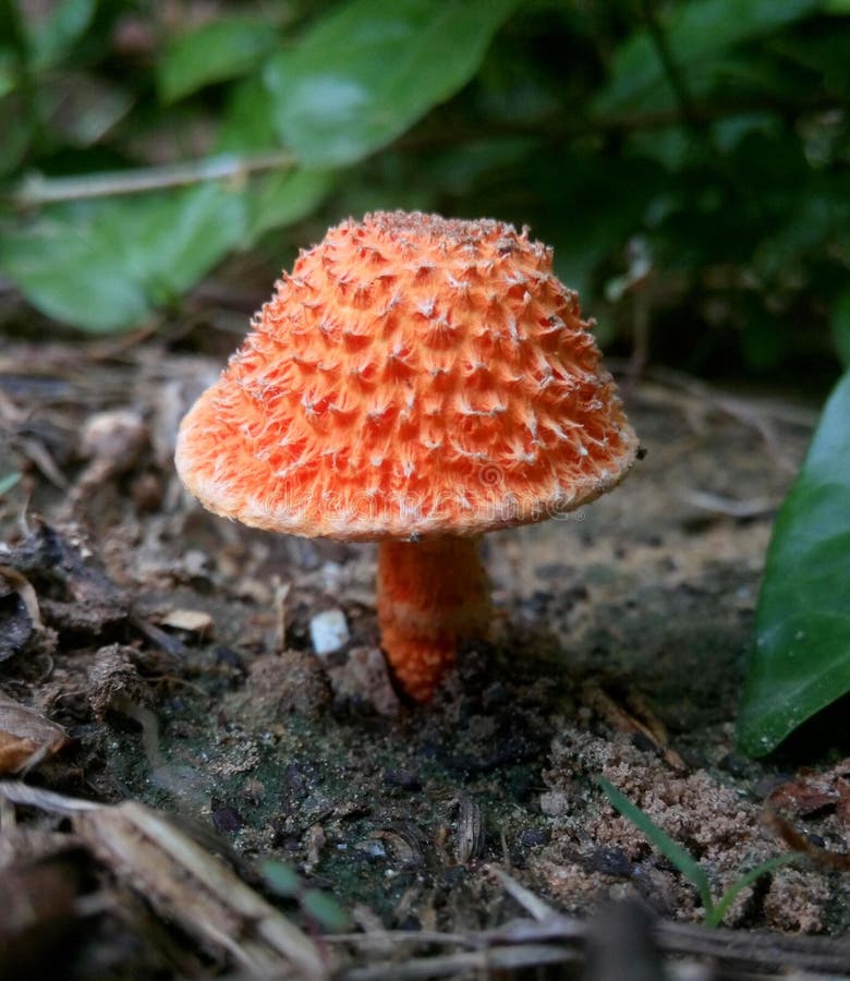 Blood Red Fungus Grows on the Ground in Moist Forests Stock Image ...