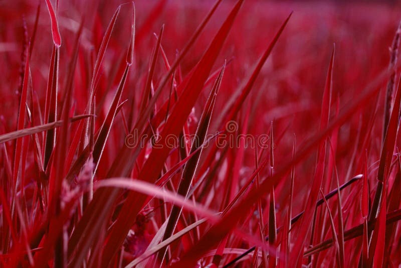 Blood red grass stock photo. Image of bright, nature, bloodred - 785610