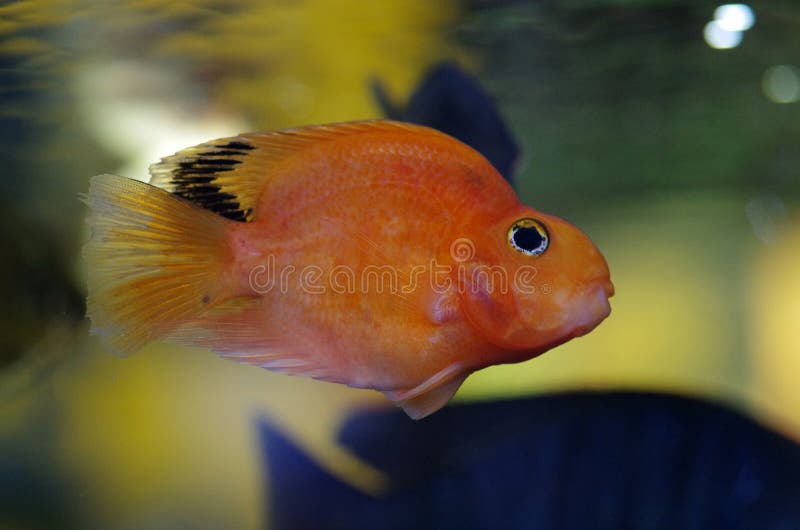 Blood Red Parrot Cichlid stock photo. Image of orange - 61216380