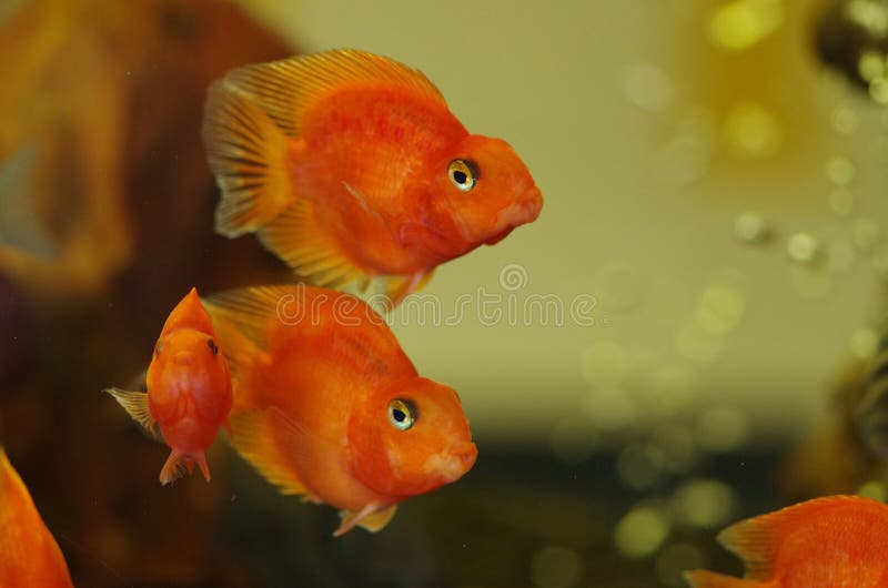 Blood Red Parrot Cichlid Aquarium Fish Stock Photo - Image of multi ...