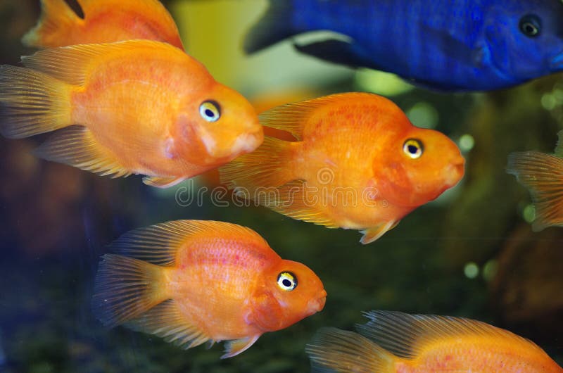 Blood Red Parrot Cichlid Aquarium Fish Stock Photo - Image of gold ...