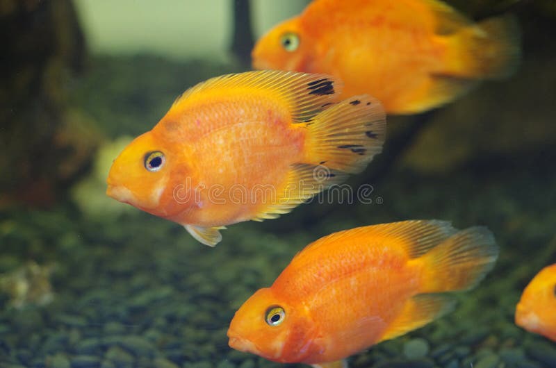 Blood Red Parrot Cichlid Aquarium Fish Stock Photo - Image of aquaria ...