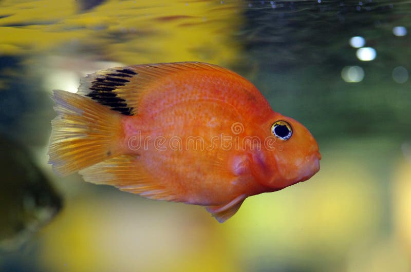 Blood Red Parrot Cichlid Aquarium Fish Stock Photo - Image of gemstone ...