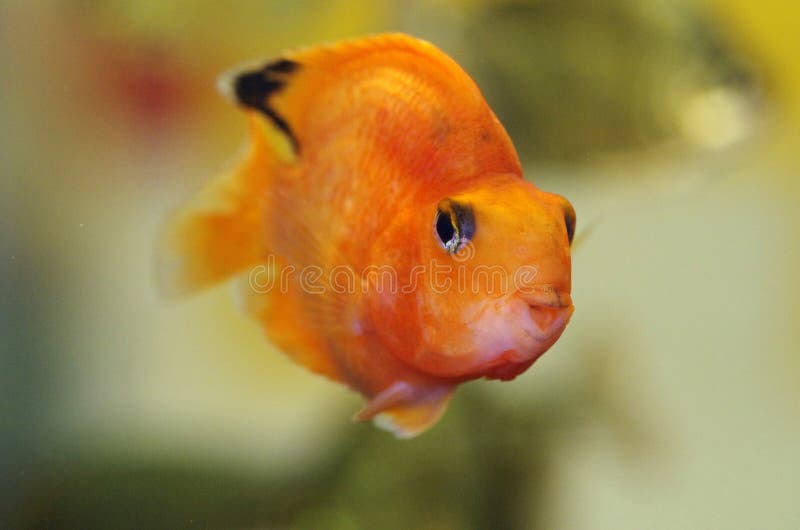 Blood Parrot Cichlid Swimming In Aquaria. Stock Image - Image of tropic ...