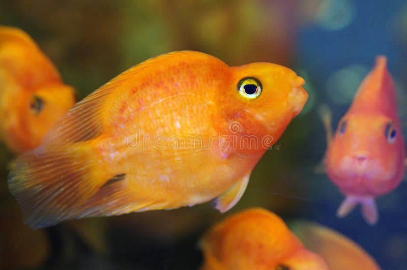 Blood Red Parrot Cichlid stock photo. Image of tank, biology - 60485858