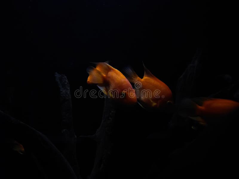 Blood-red Parrot Cichlid Fish in an Aquarium Stock Photo - Image of ...
