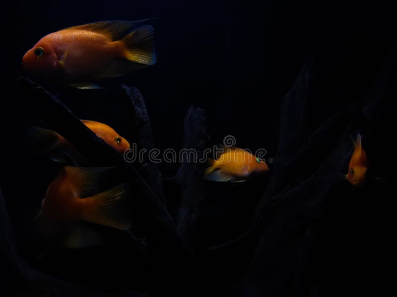 Blood-red Parrot Cichlid Fish in an Aquarium Stock Image - Image of ...