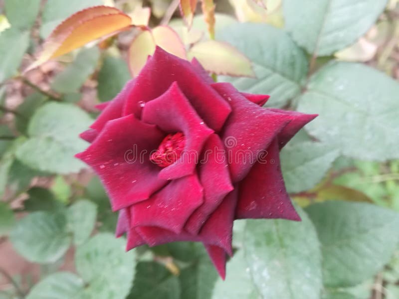 Blood Red Rose stock image. Image of love, rose, blood - 177135259