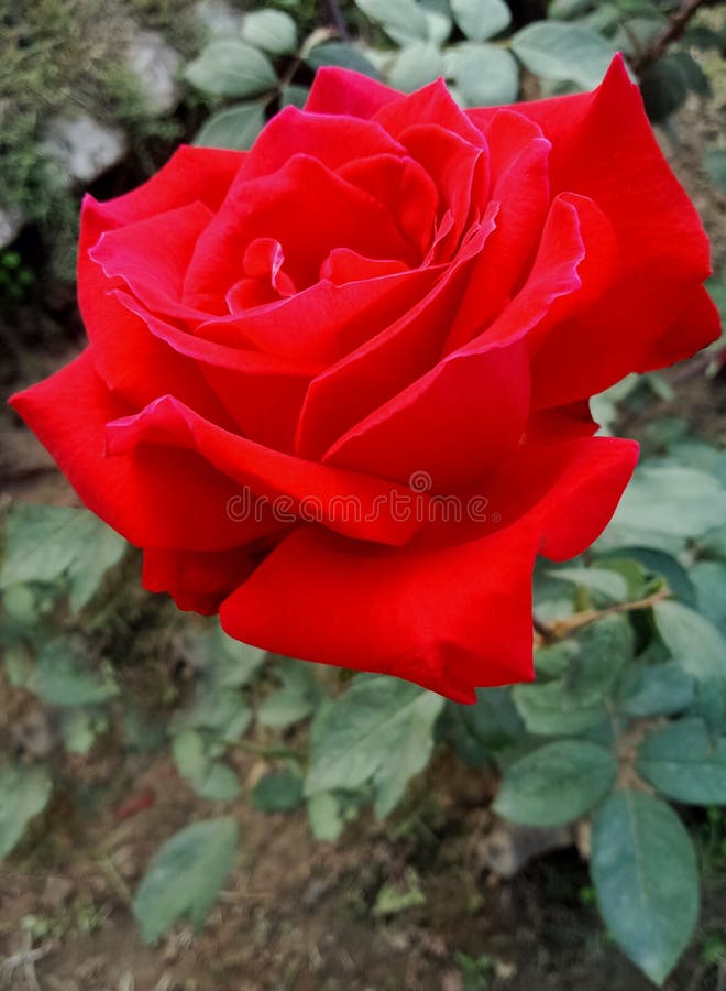 Blood red rose stock photo. Image of heart, head, drawing - 132803944