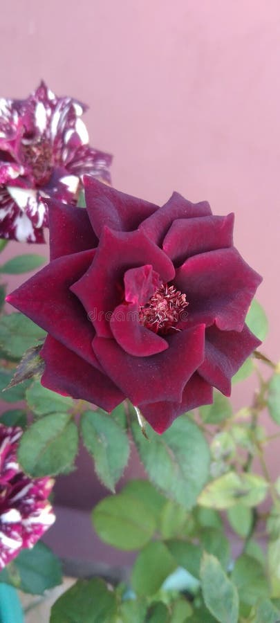Blood Red Rose in Full Bloom Stock Image - Image of blood, rose: 263598513