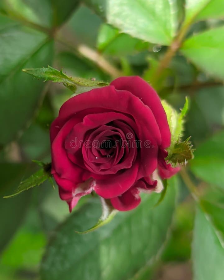 A Blood Red Rose in the Garden Stock Photo - Image of smiling, petal ...