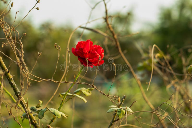 The Blood Red Roses Bloomed on a Dead Dried Leafless Tree Stock Image ...