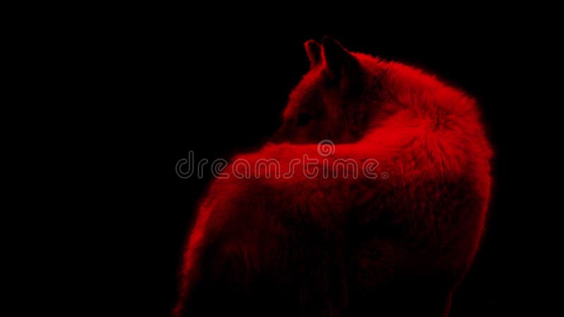 Red Wolf Stock Footage & Videos - 556 Stock Videos